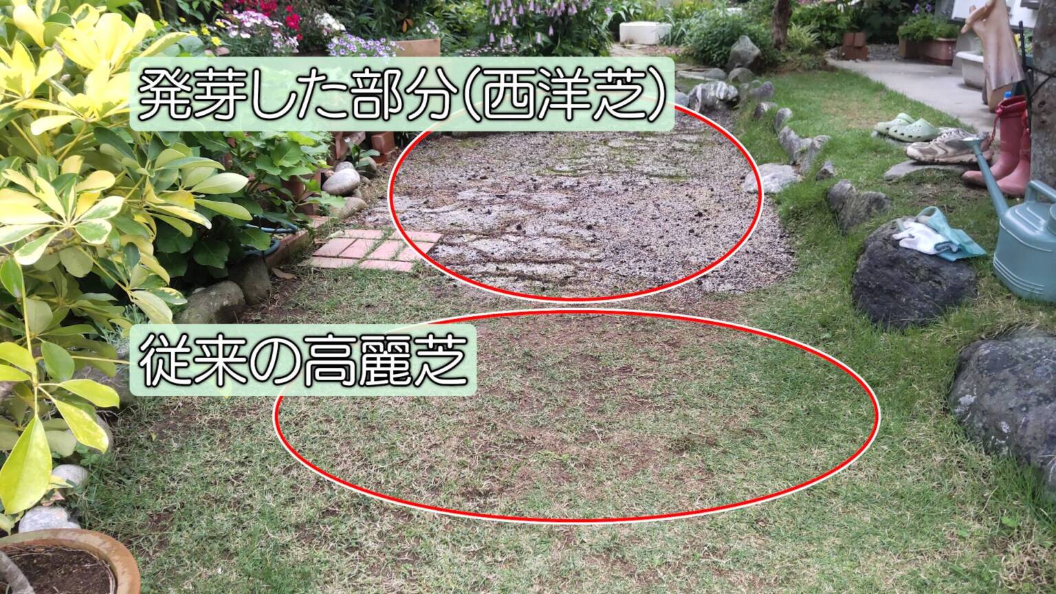 【西洋芝02】芽がでた - さびん倉庫